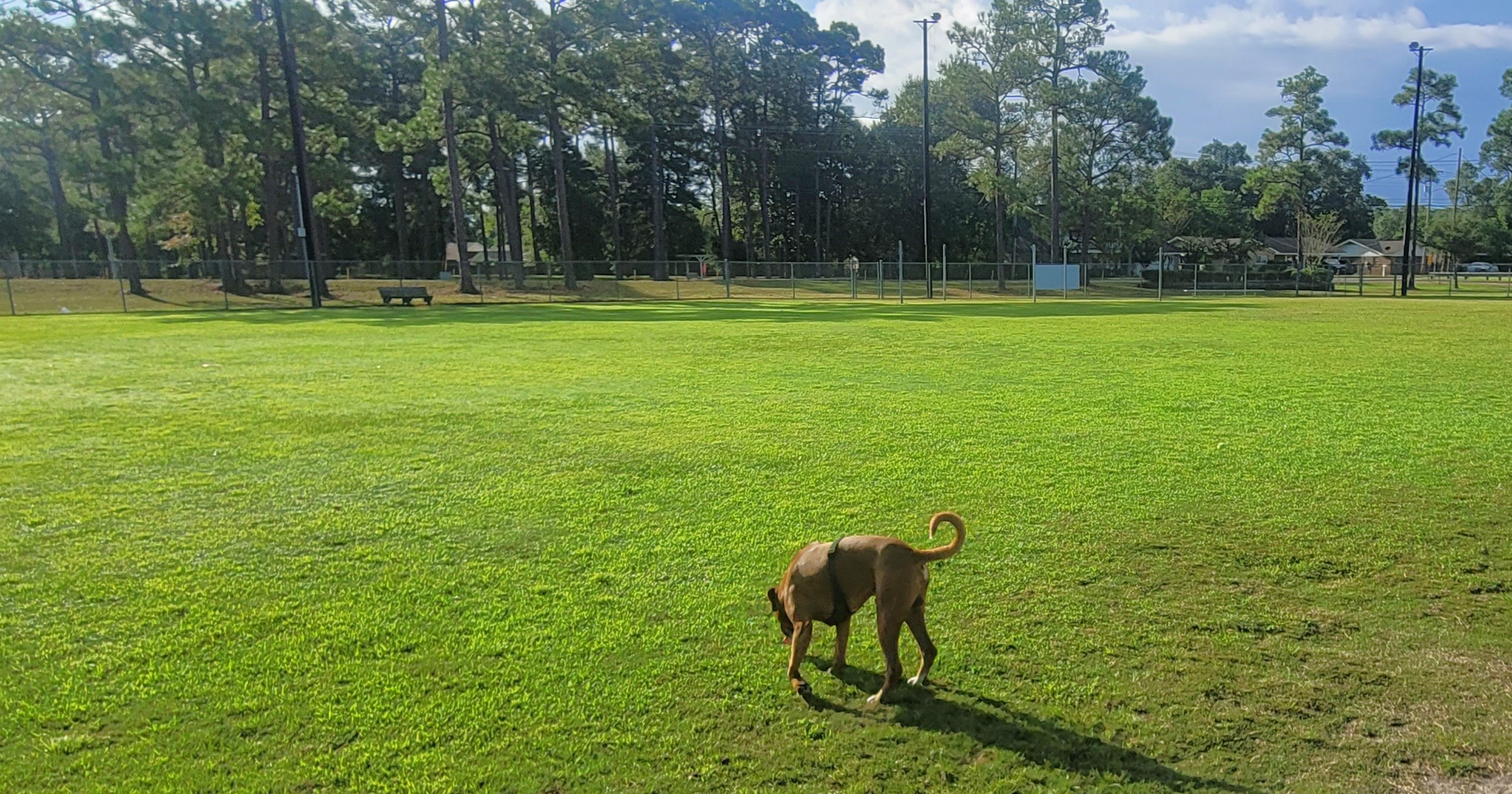 dog park (1)