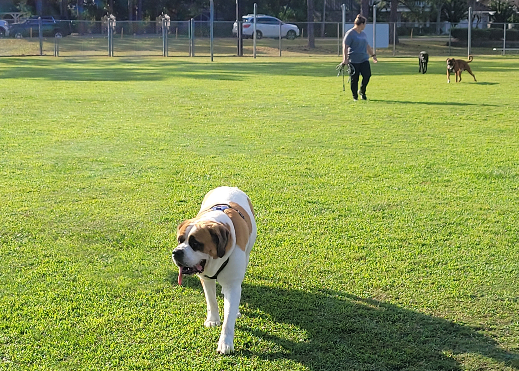 dog park (2)