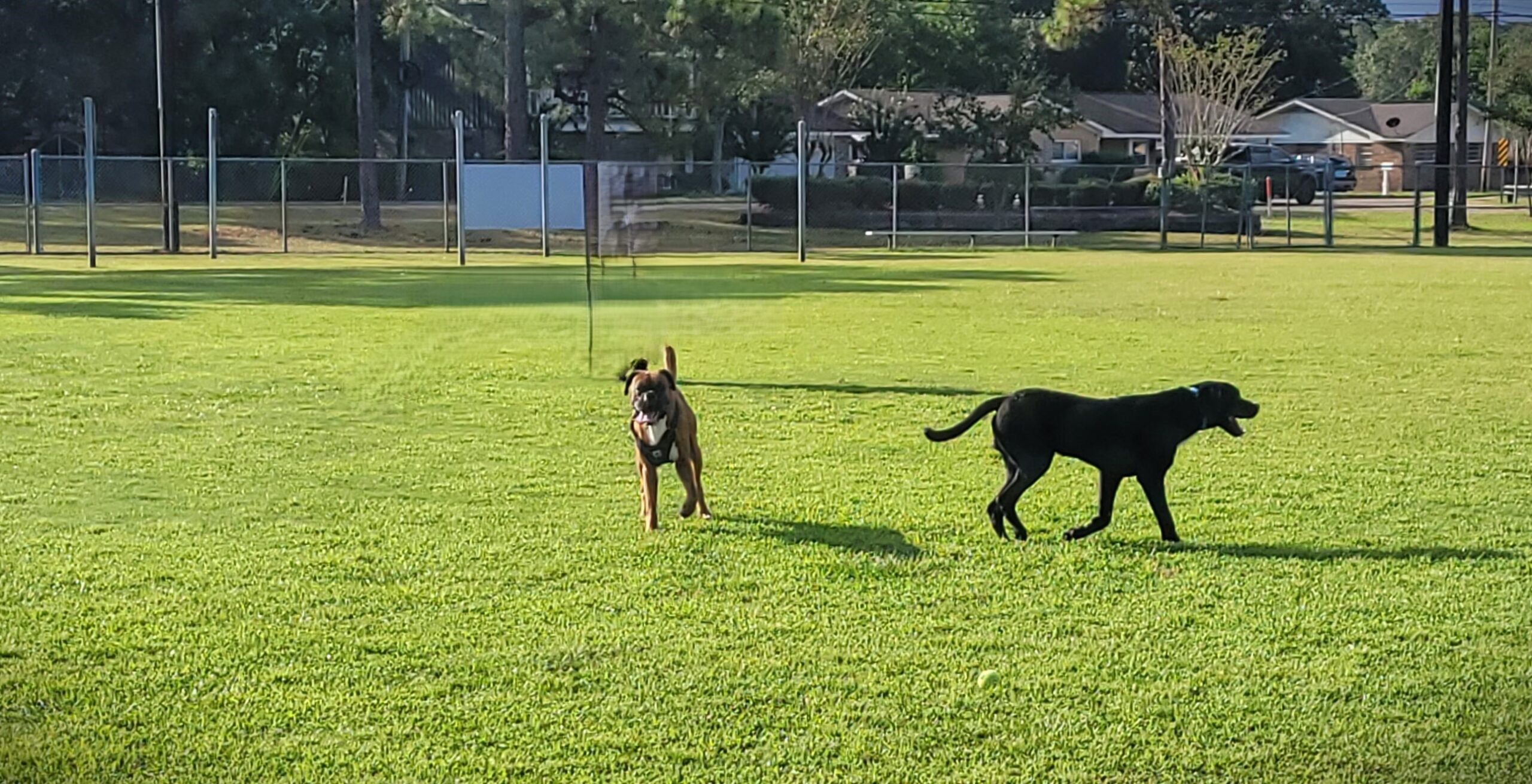 dog park (3)